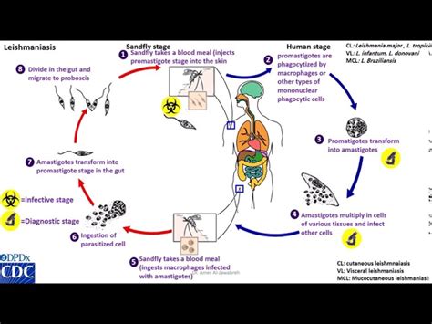 Dientamoeba Fragilis Life Cycle Pdf] Transmission Of Dientamoeba