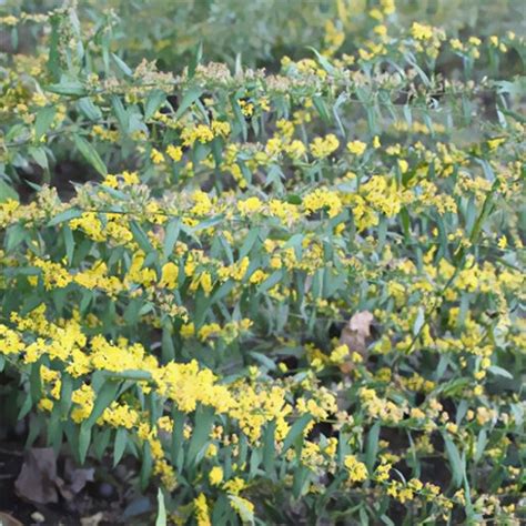Solidago Velutina Ssp Californica California Goldenrod Siteone Us