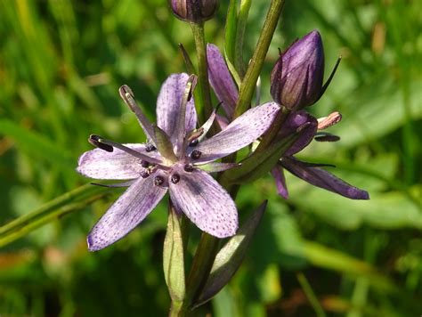 Swertie Vivace Swertia Perennis Gentianacées Olive Titus Flickr