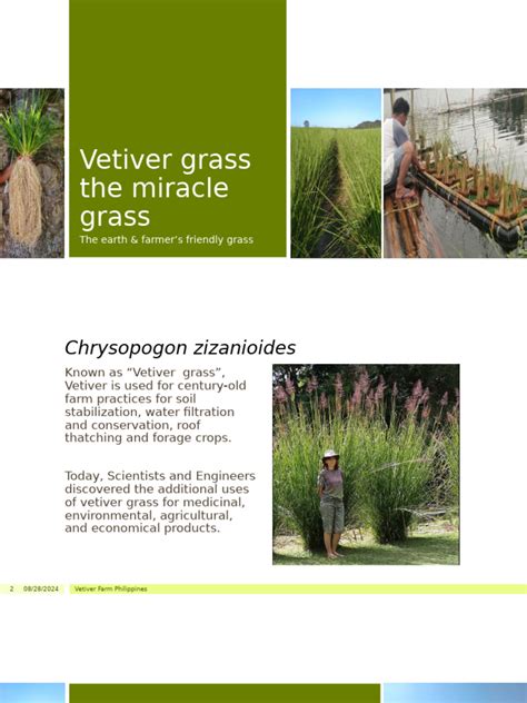 Vetiver Grass The Miracle Grass Pdf