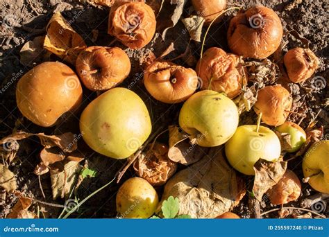 Frutas De Manzanas Amarillas Podridas En El Suelo Bajo Un árbol En El