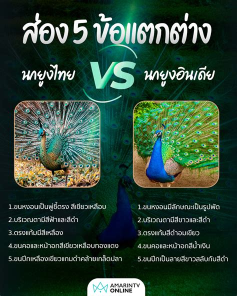 Amarin ส่องข้อแตกต่าง นกยูงไทย นกยูงอินเดีย แม้จะเป็นนกยูงเหมือนกันแต่คนละสปีชีส์ เพราะฉะนั้น