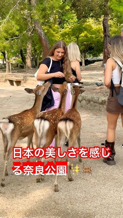 日本の美しさを感じる奈良公園 🦌日本旅行 奈良公園 シカ 奈良の鹿 日本の誇り 観光スポット 奈良観 Youtube