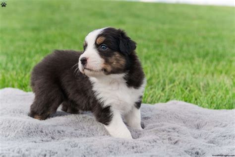 Australian Shepherd Mix Puppies For Sale Greenfield Puppies