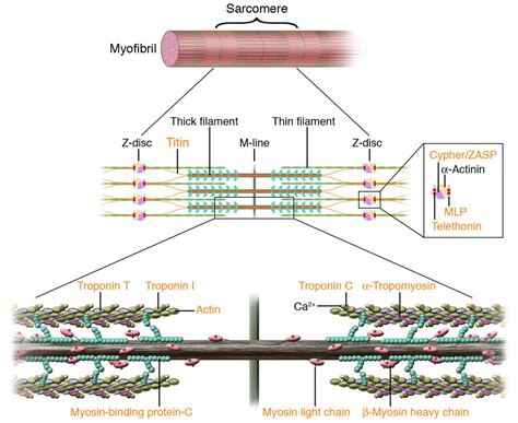 Titin The Largest Proteins Known And The Titin Telethonin Complex The Strongest Protein Bond