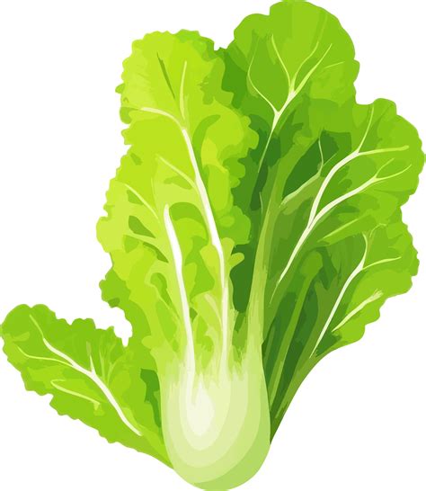 Fresh Green Lettuce Isolated Vector Illustartion 28543530 Vector Art At