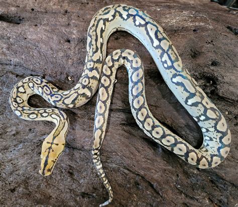 0 1 Ocelot 66 Het Indo Albino Reticulated Python By Aandbexotics Morphmarket