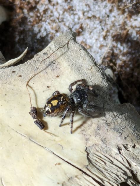 Spider Sex Question R Spiders