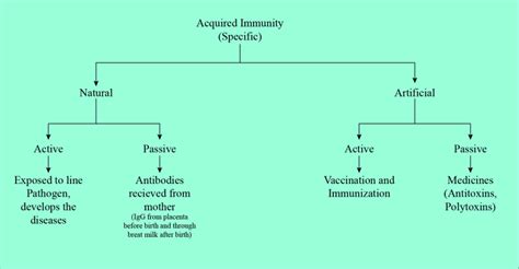 Acquired Immune System And Types Download Scientific Diagram