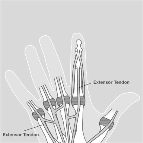 Welcome To Seattle Hand Surgery Group