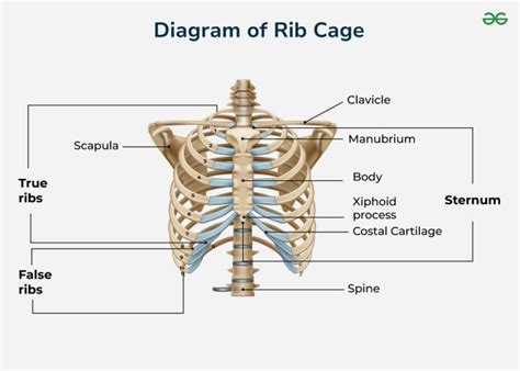 Ribcage Diagram Geeksforgeeks