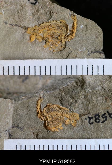 in focus what s so great about echinoderms these 9 facts will make