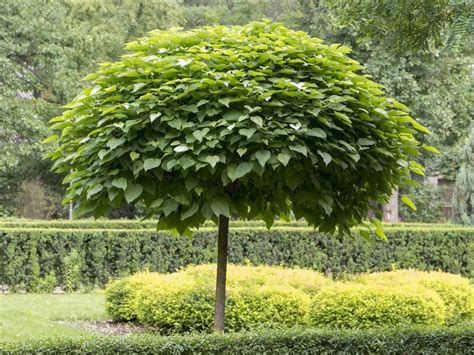 Surmia Catalpa Bignoniowa Nana 180cm W Doniczce • Cena Opinie • Drzewa