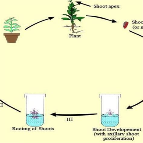 General Procedure Of Micropropagation Methodology Of Micropropagation Download Scientific