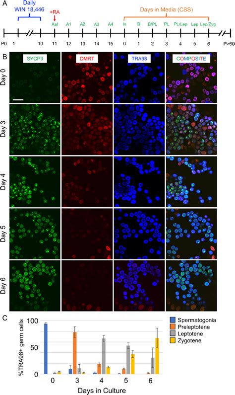 Modeling Spermatogonial Differentiation And Meiotic Initiation In