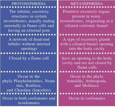 Differentiate Protonepridia And Mesonepridia