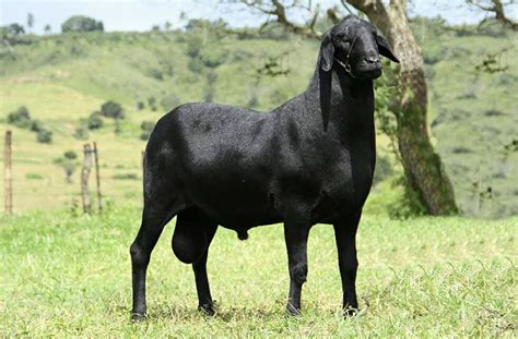 Ovelha Santa Inês Características E Curiosidades Da Raça Mundo Brasil