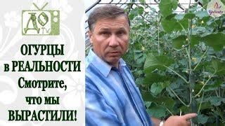 Огурец Либелле: отзывы, описание сорта, фото, видео, отзывы ...