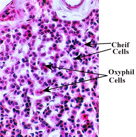 Endocrine Glands Dr Kasem Histology Homepage