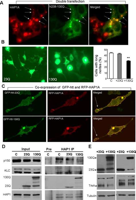 mutant htt inhibits the association of hap1 with trafficking proteins