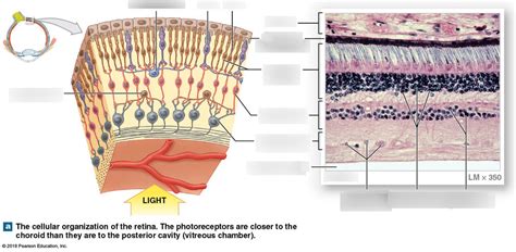Nervous System Quiz 4 1 Diagram Quizlet