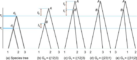 A The Species Tree 12 3 For Three Species Showing The Parameters Download Scientific