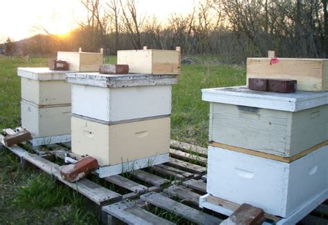 Types Of Hives Bee Found