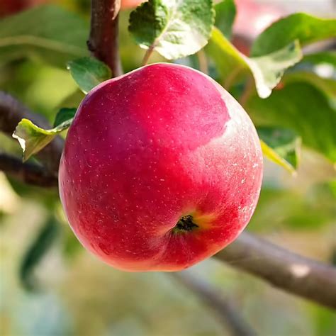 Wolf River Apple Tree For Sale The Tree Center