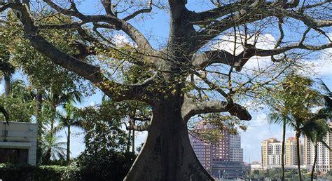 Giant Kapok Tree Actualizado 2026 Qué Saber Antes De Ir Con