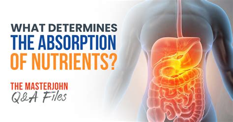 What Determines The Absorption Of Nutrients Masterjohn Q A Files
