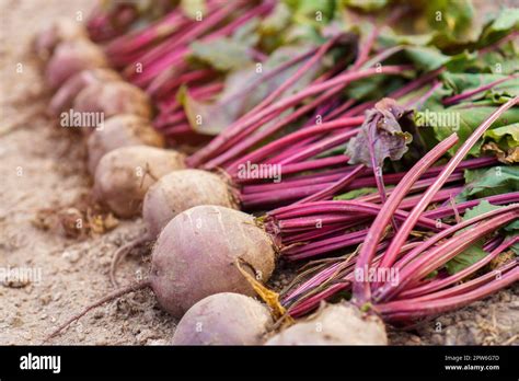 Batch Of Freshly Plucked Beetroot On Ground Closeup Arrange Ripe Beet