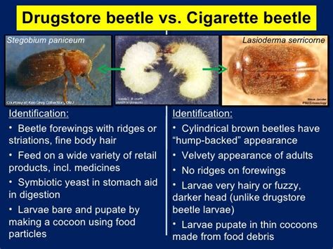 stored grain insect pests