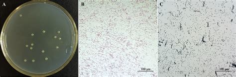 Enterobacter Asburiae E7 A Novel Potential Probiotic Enhances