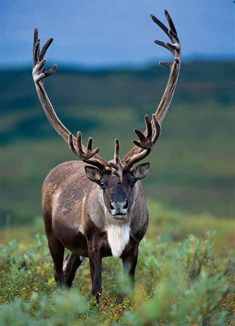 Reindeer And Caribou Raner Tarandus
