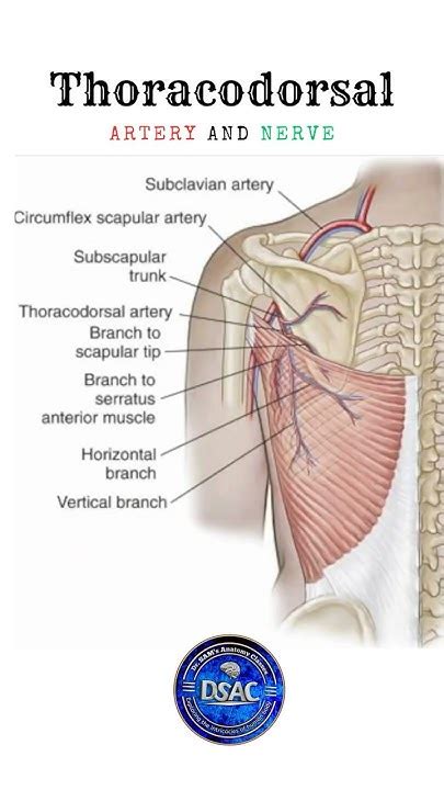 Thoracodorsal Artery Thoracodorsal Nerve Anatomy Course Distribution And Relations Youtube