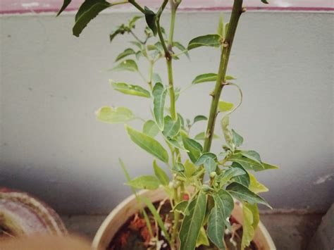 Xiaomi Redmi Note Review Best Midrange Phone In Nepal In