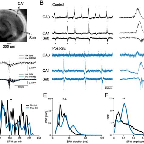 Subicular Swrs Contain More And Larger Ripples And Units Post Se A B Download Scientific