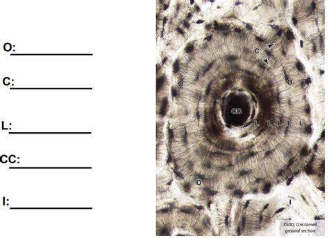 Labeled Osteon Structure Diagram Quizlet
