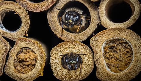 Creating Artificial Nesting Structures For Cavity Nesting Solitary Bees