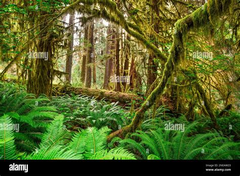 Hall Of Mosses In The Hoh Rainforest Of Olympic National Park