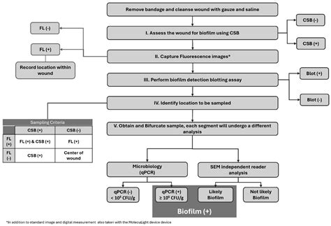 Assessing Biofilm At The Bedside Exploring Reliable Accessible Biofilm Detection Methods