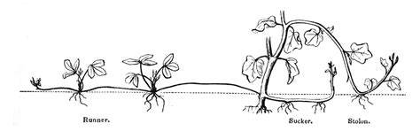 Runner Stolon Example At Fred Morales Blog