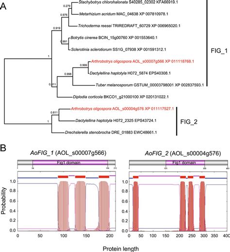 phylogenetic analysis and protein structures prediction a