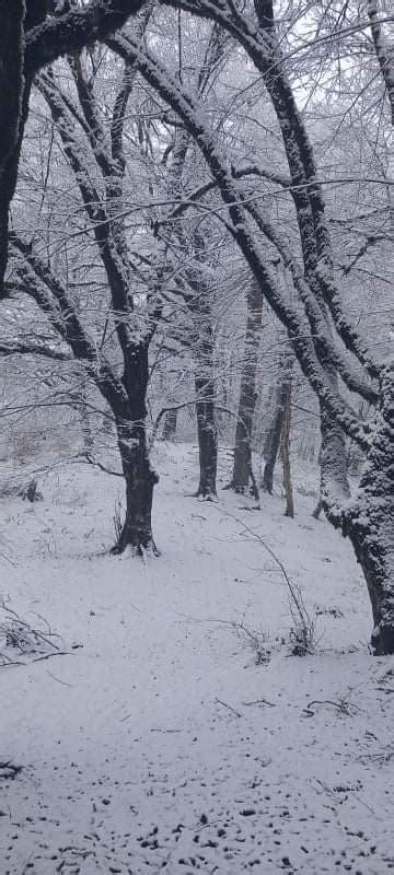 ფოტოები დათოვლილი ბაწარა ბაბანეურის სახელმწიფო ნაკრძალიდან Knews Ge