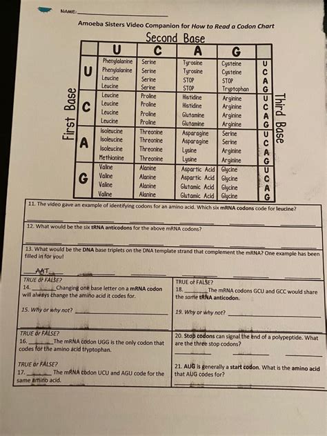 Solved NAME Amoeba Babes Video Companion For How To Read Worksheets Library