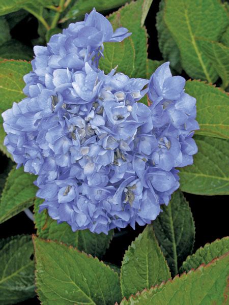 Hydrangea Macrophylla ‘bailmer Jc Bakker And Sons Ltd