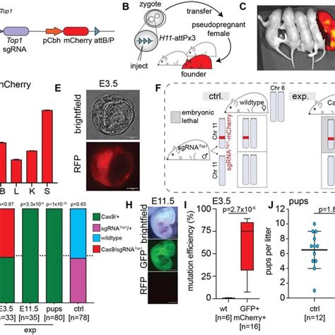 Characterising The SgRNA Knock In Transgene Download Scientific Diagram