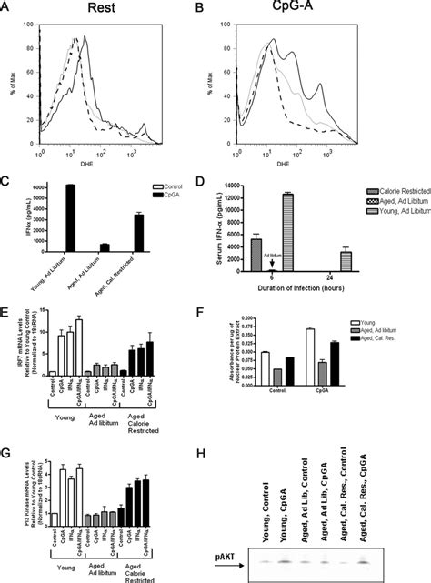 Cr Partly Recovers The Age Induced Defective Type I Ifn Signaling