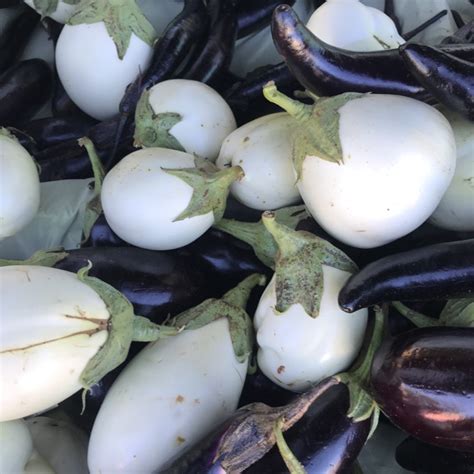 Eggplant Derivation At Lola Goll Blog