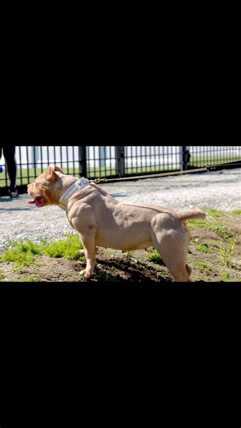 Bossys Kara Aka Muscle Mania Bossykennelshi This Girl Is 1 Of 1